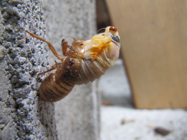 Photo gallery: Reader Submitted photos of the 17-year cicadas | News ...